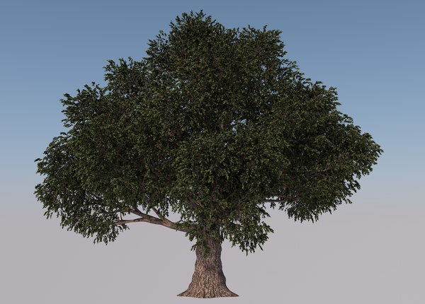 Big tree 3D model - TurboSquid 1593861