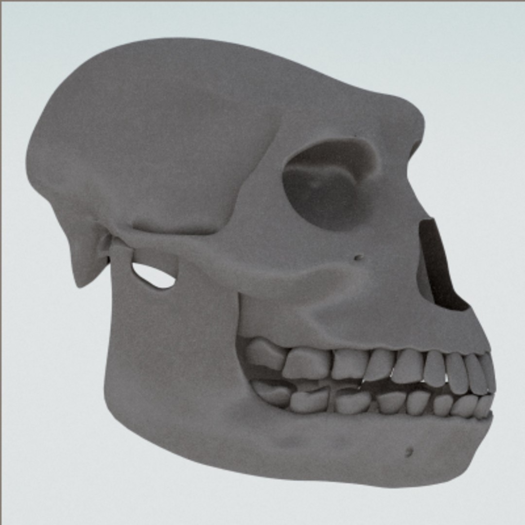 3dsmax Australopithecus Afarensis Skull