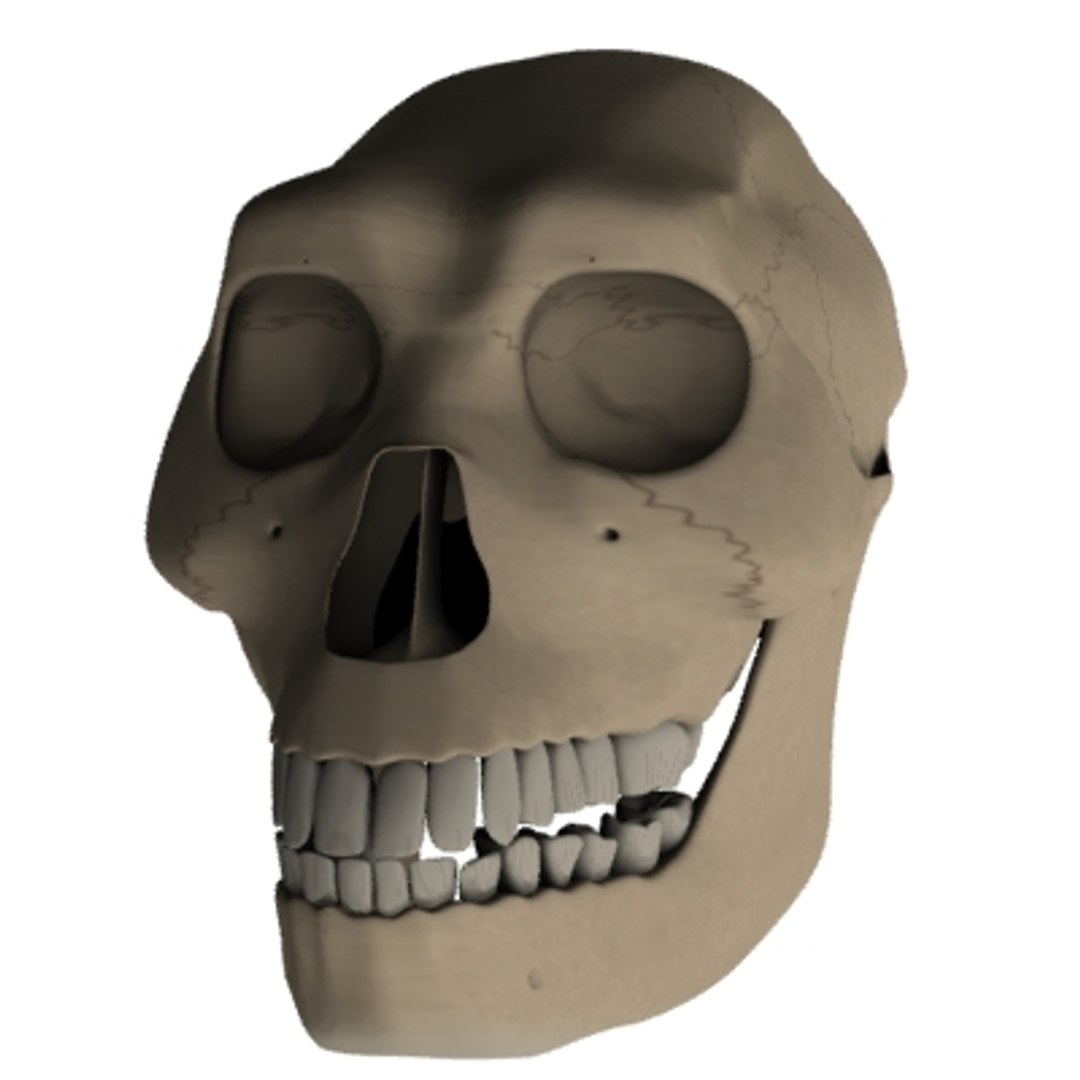 3dsmax Australopithecus Afarensis Skull