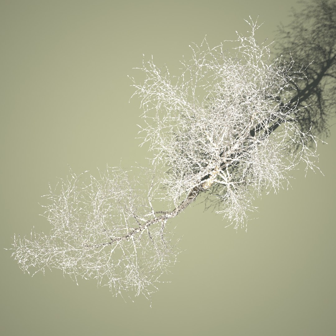 Winter Deciduous Tree 3d Model