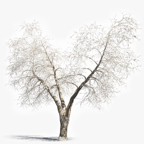 winter deciduous tree 3d model