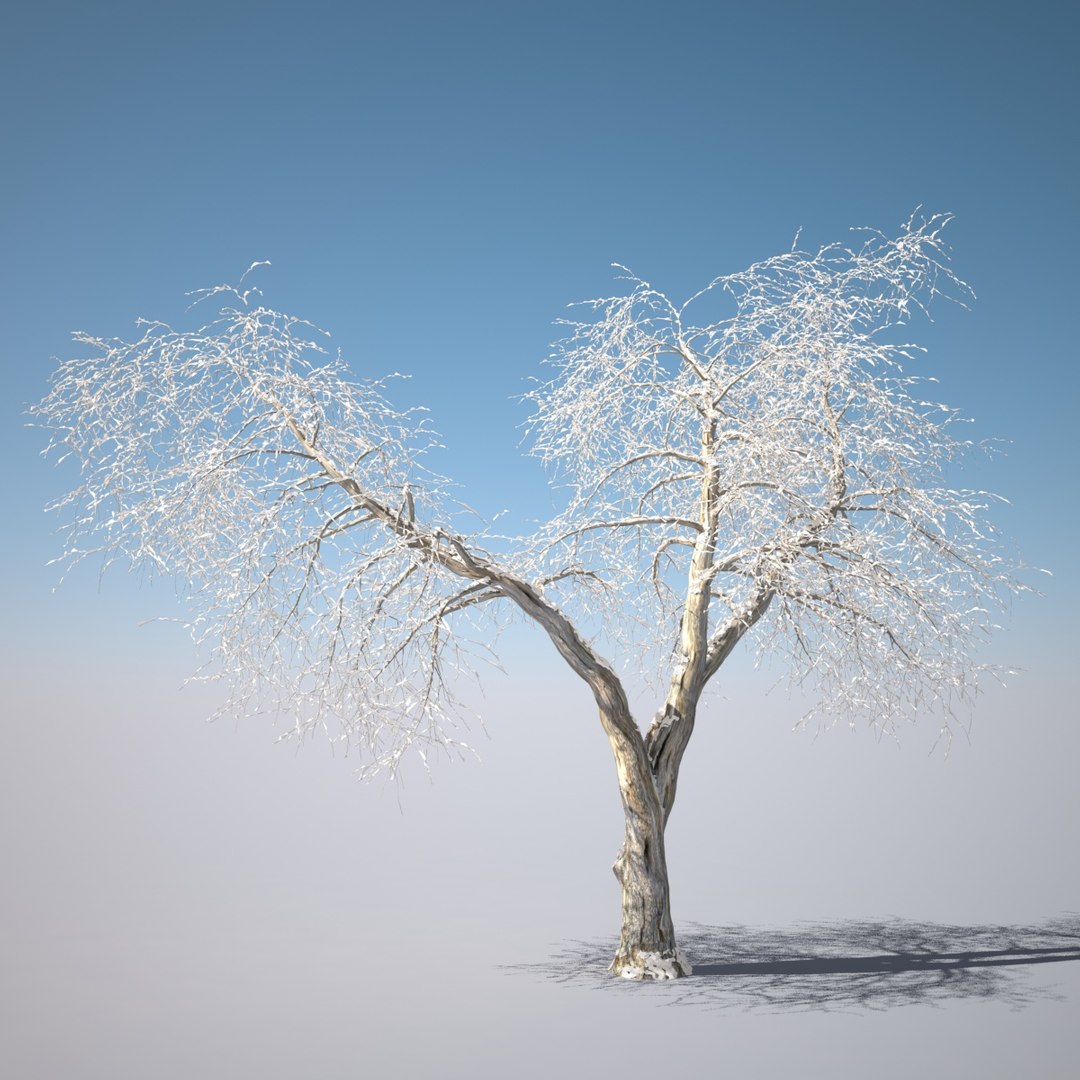Winter Deciduous Tree 3d Model