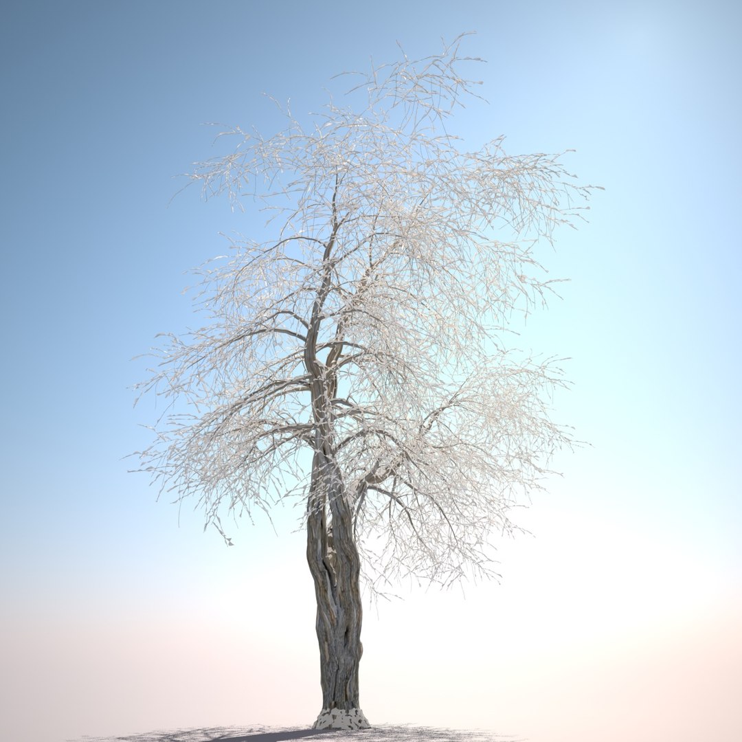 Winter Deciduous Tree 3d Model