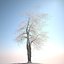 Winter Deciduous Tree 3d Model