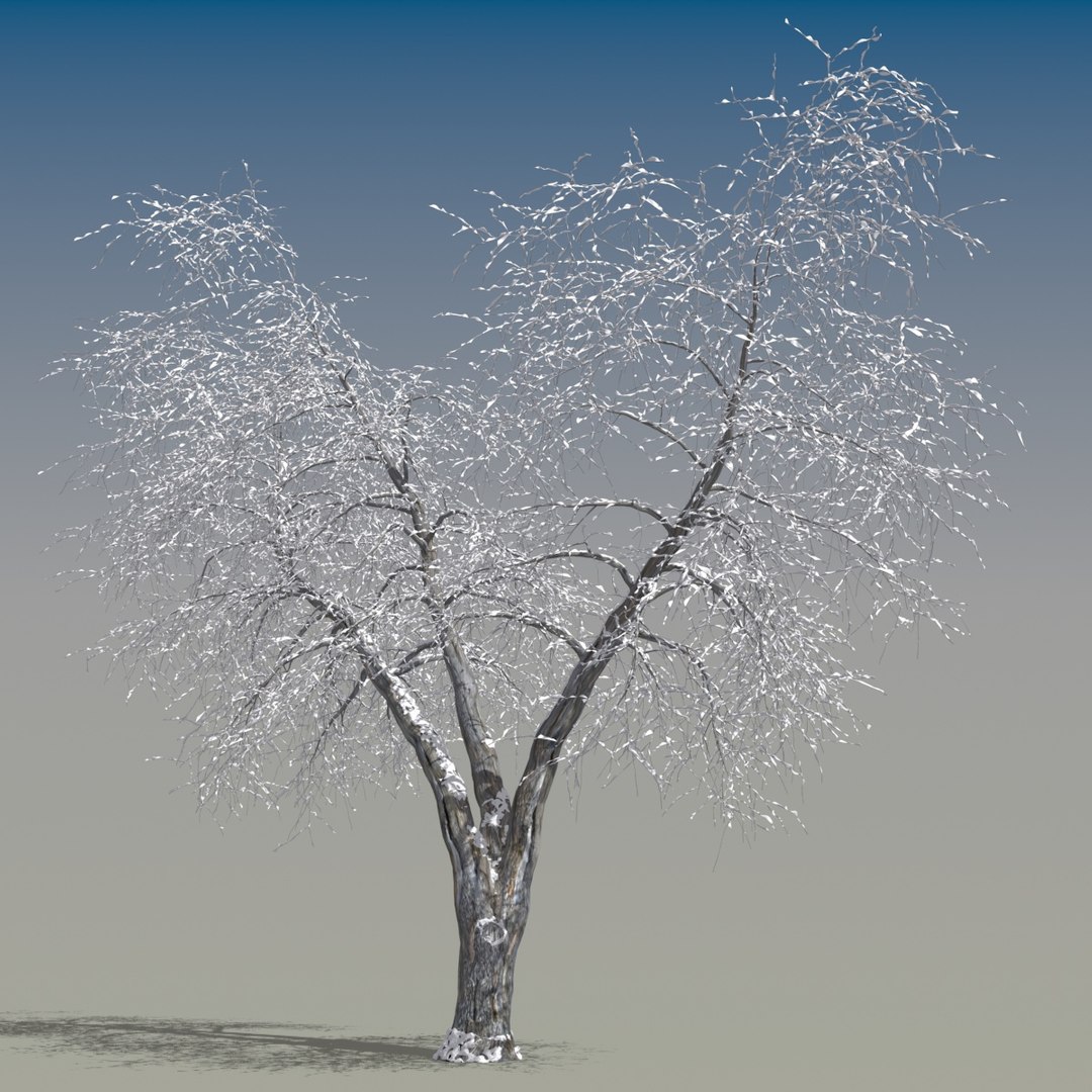 Winter Deciduous Tree 3d Model