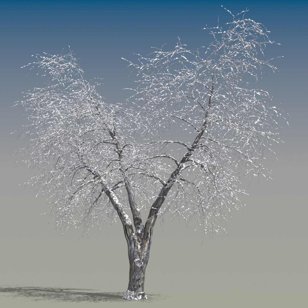 winter deciduous tree 3d model