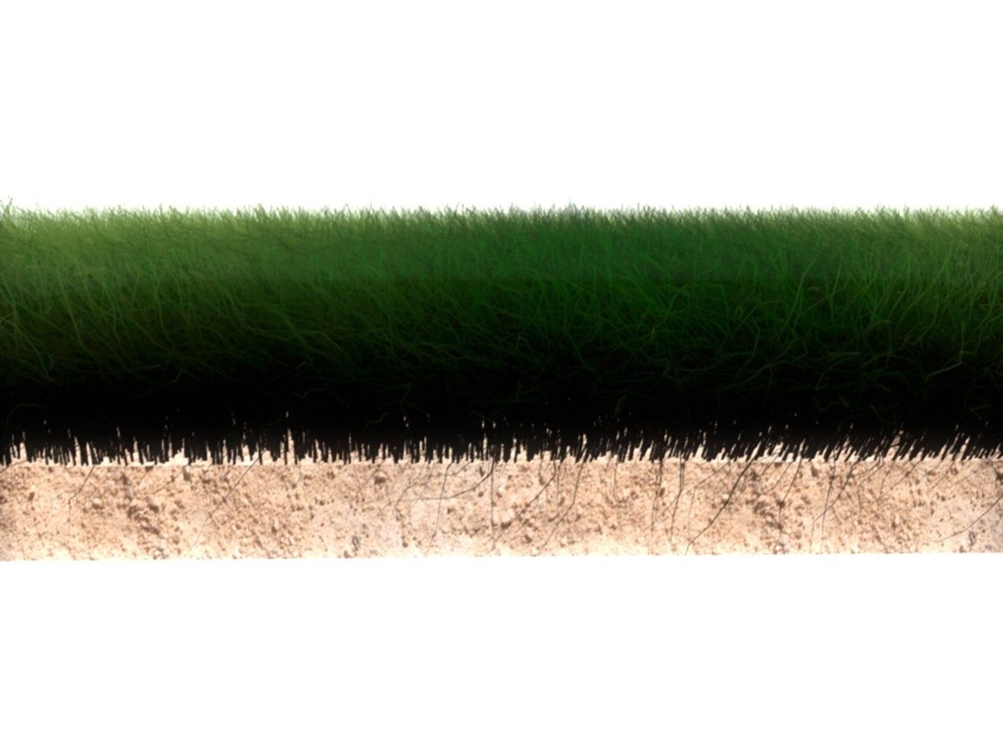Dynamic Grass 3d C4d