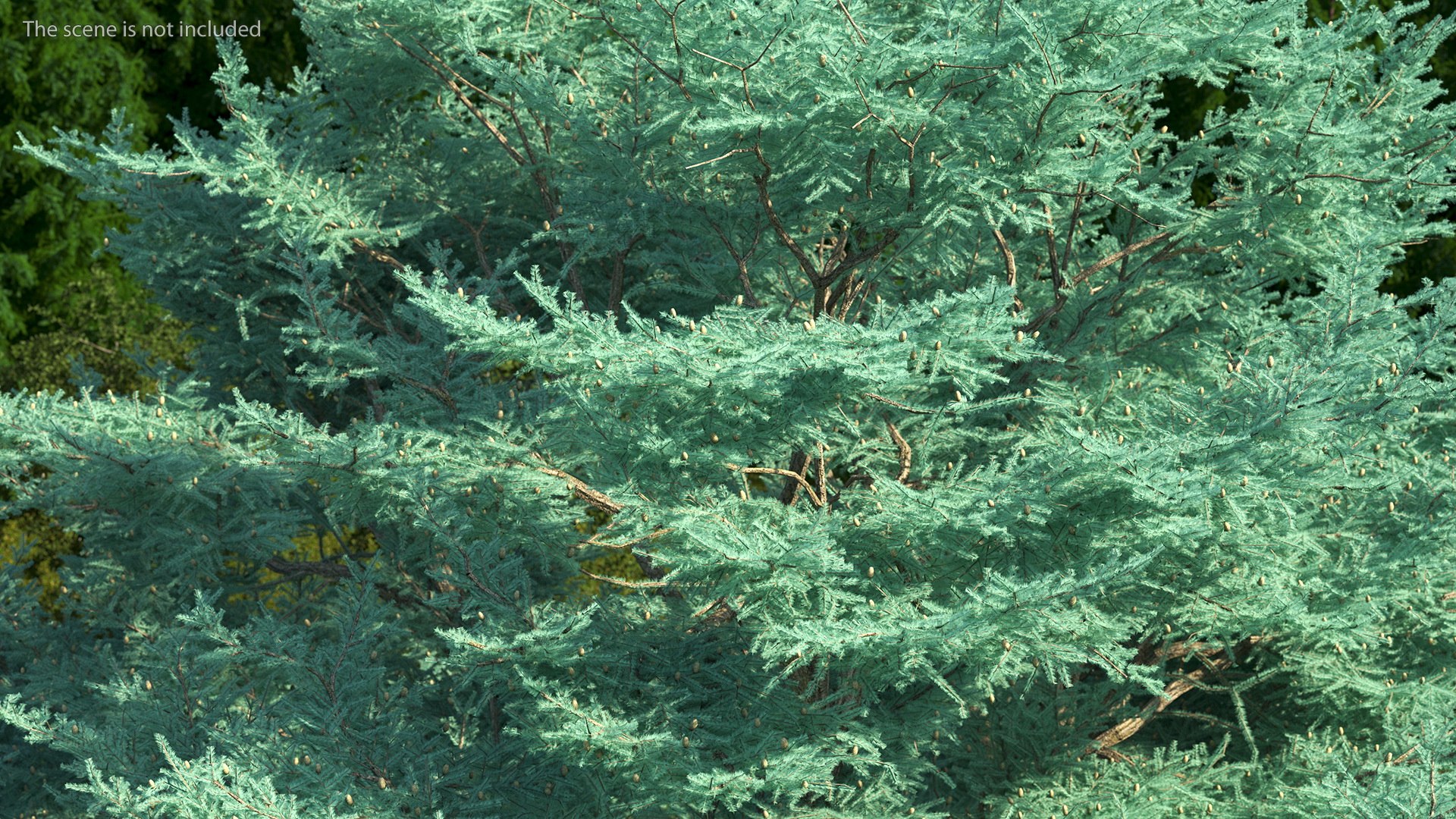 3D Cedrus Libani Big Blue Tree model - TurboSquid 1786815