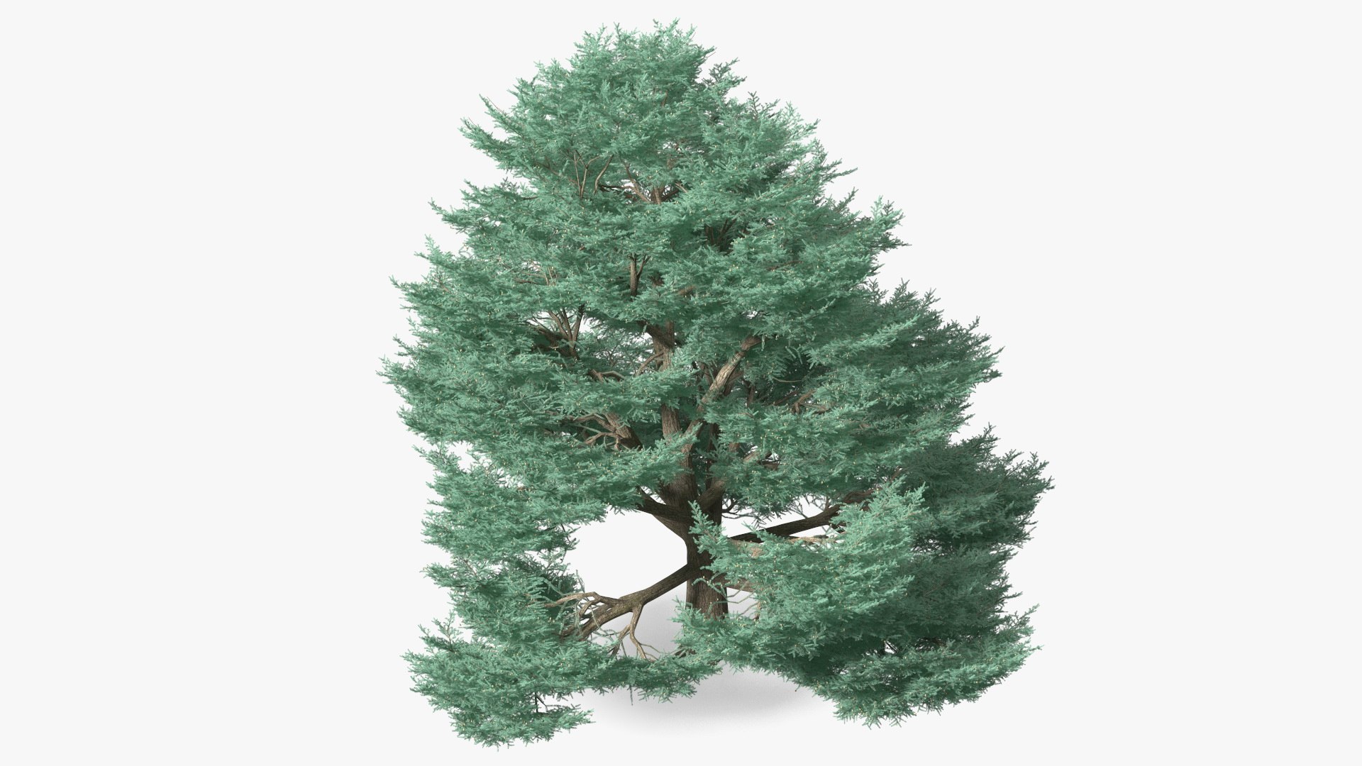 3D Cedrus Libani Big Blue Tree model - TurboSquid 1786815