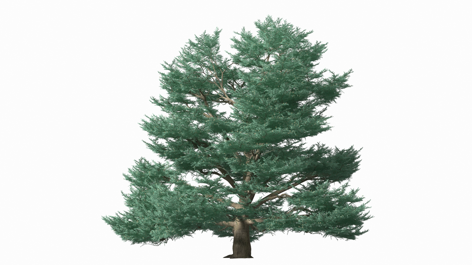 3D Cedrus Libani Big Blue Tree Model - TurboSquid 1786815