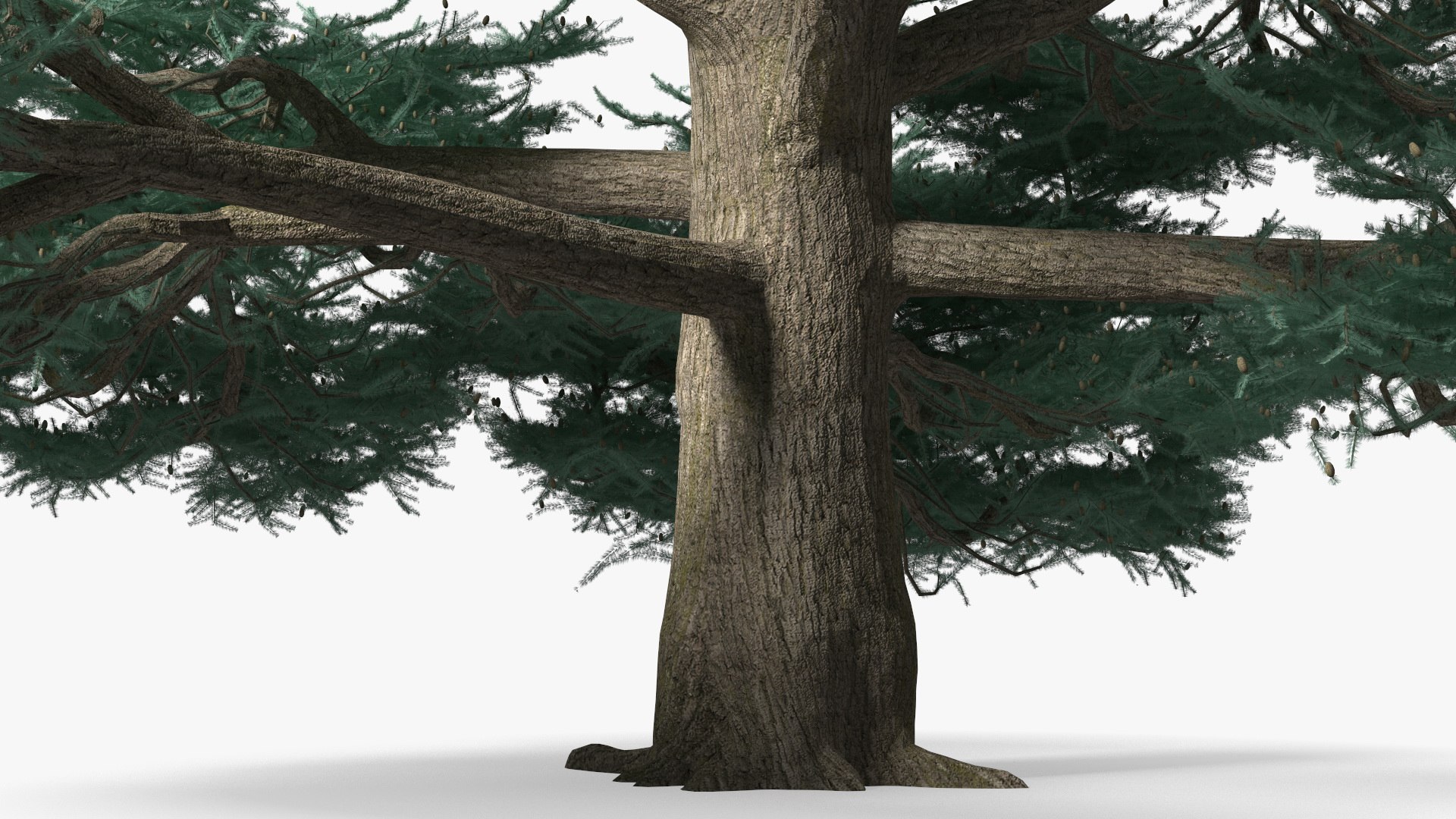 3D Cedrus Libani Big Blue Tree model - TurboSquid 1786815