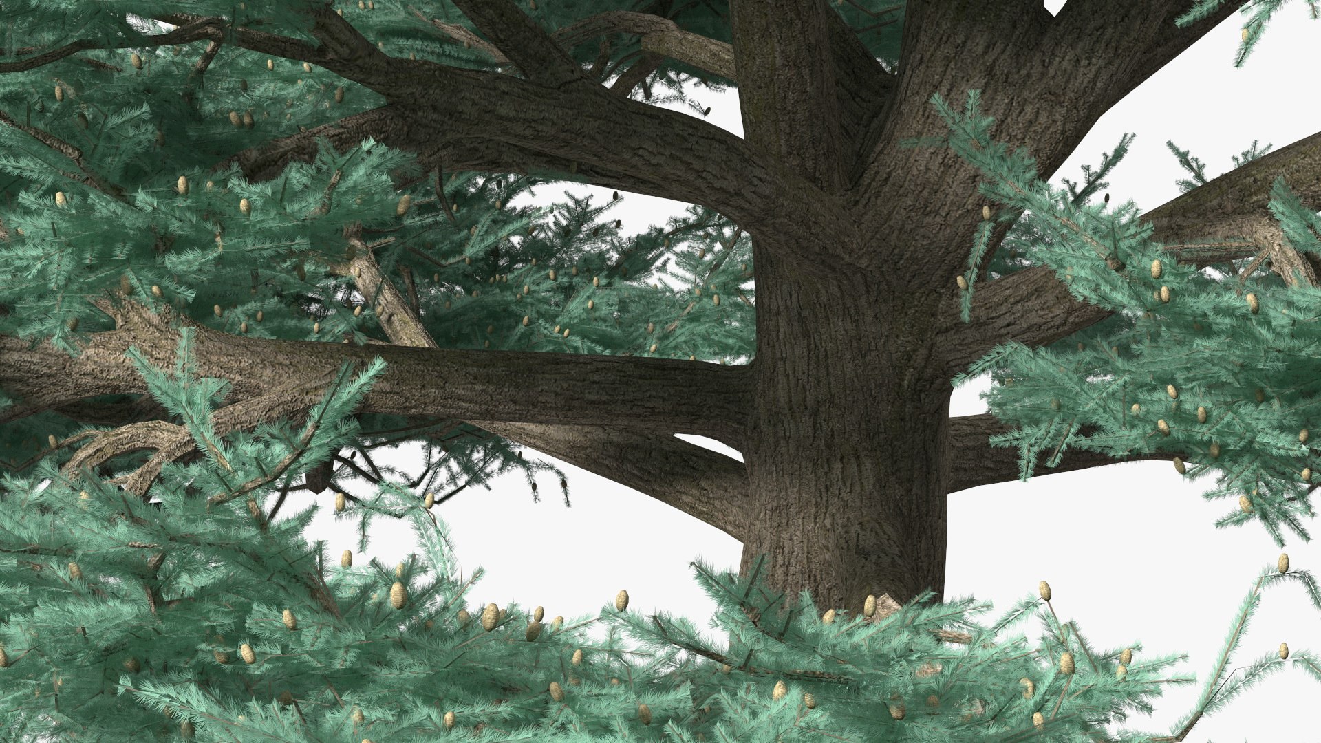 3D Cedrus Libani Big Blue Tree model - TurboSquid 1786815