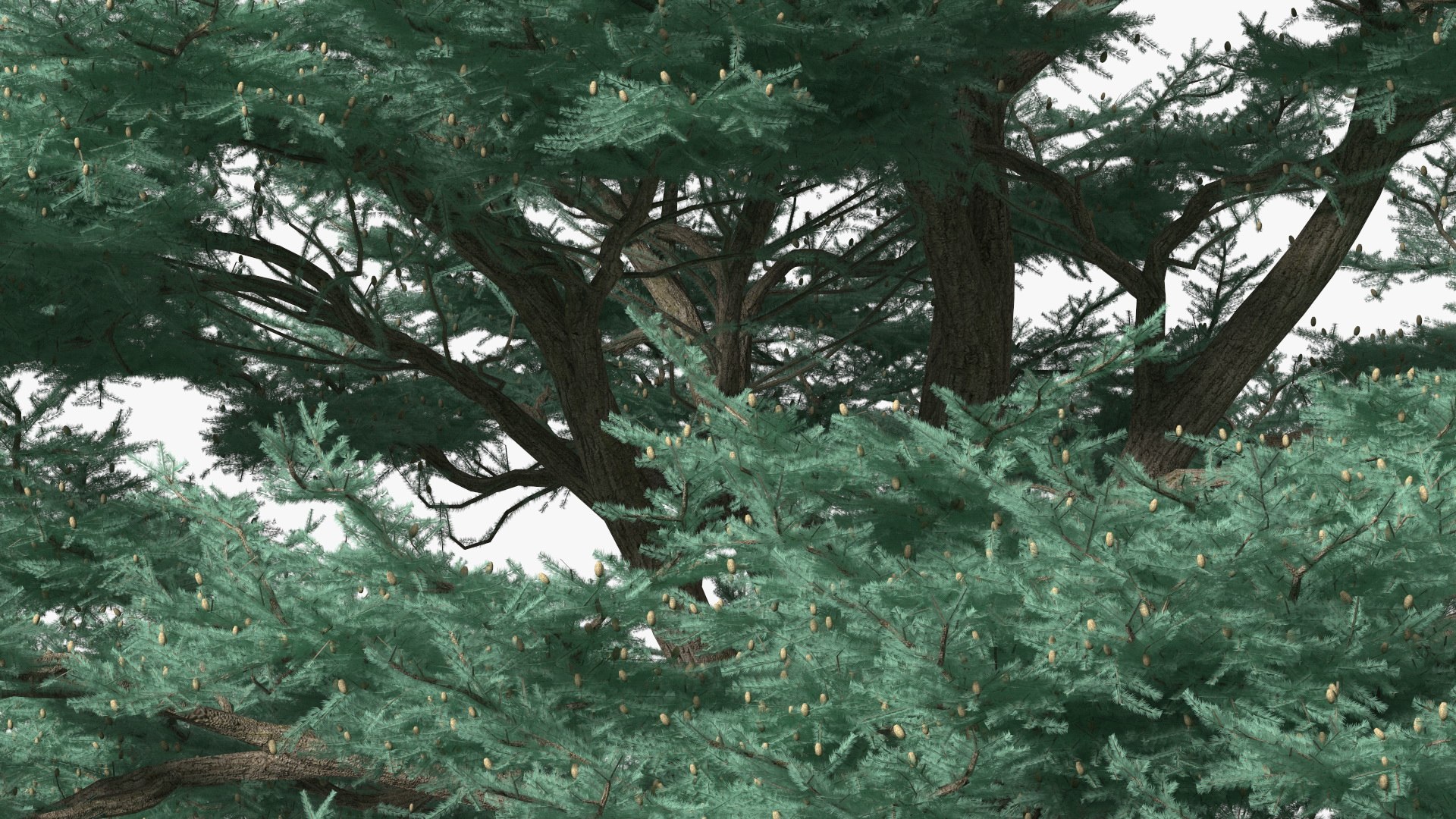 3D Cedrus Libani Big Blue Tree model - TurboSquid 1786815