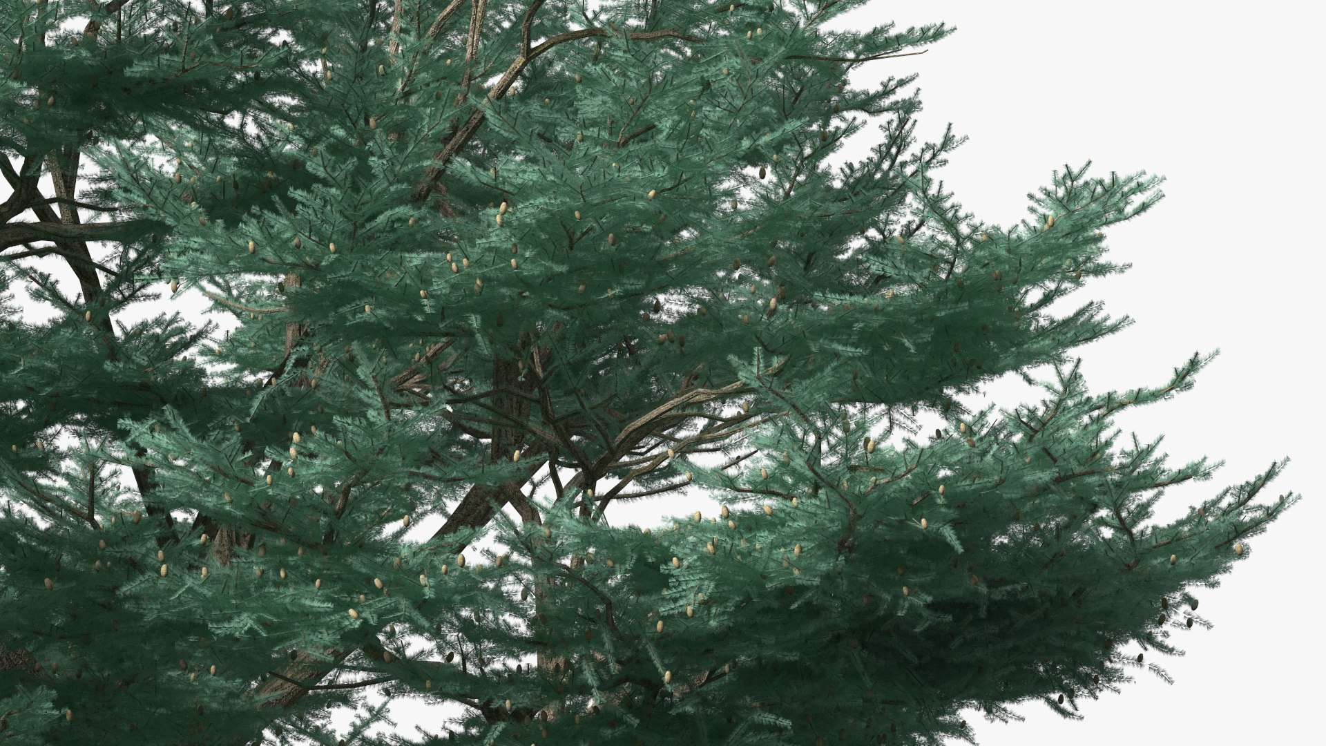 3D Cedrus Libani Big Blue Tree model - TurboSquid 1786815