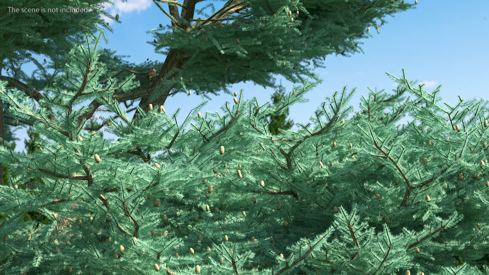 3D Cedrus Libani Big Blue Tree model - TurboSquid 1786815