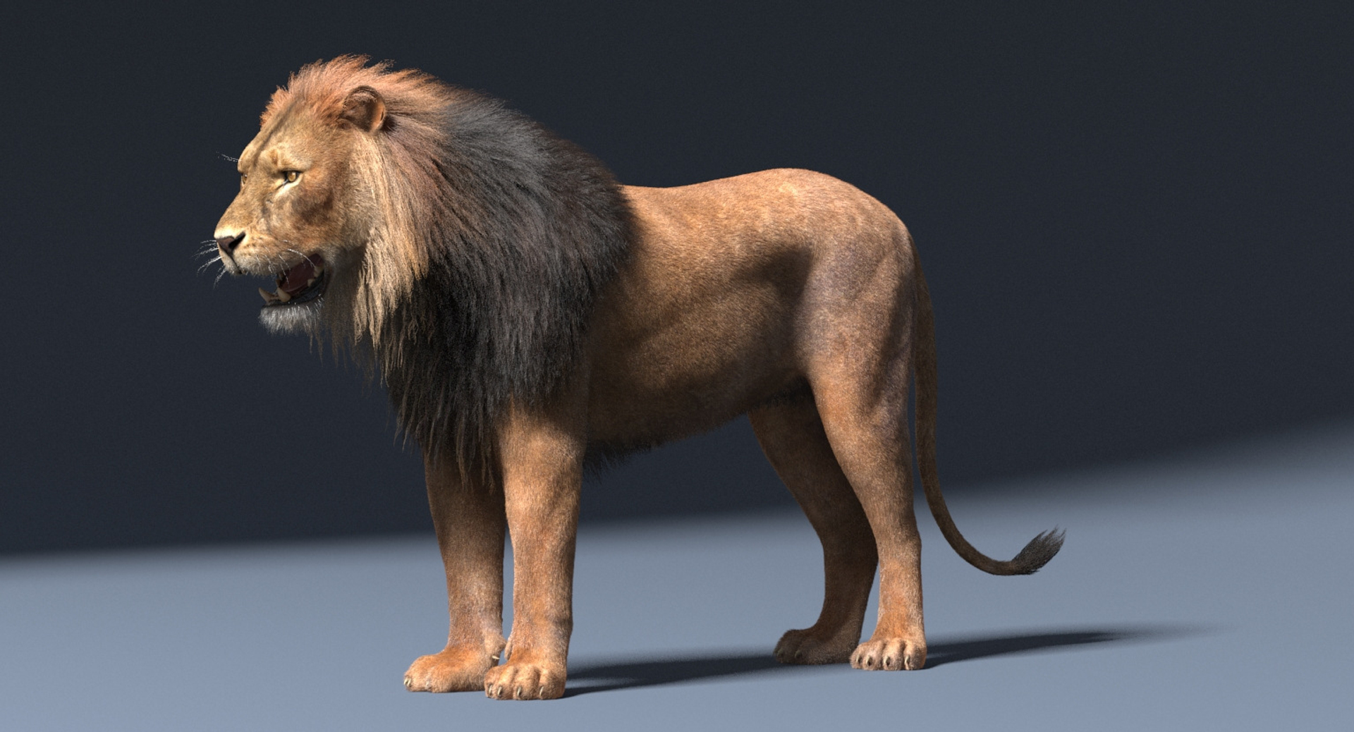 3d Rigged Lion Fur Model