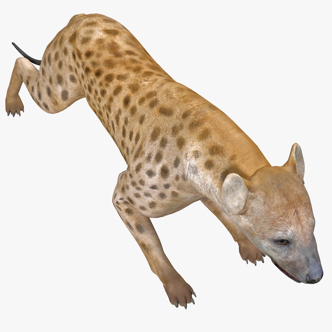 hyena pose 5 3d model