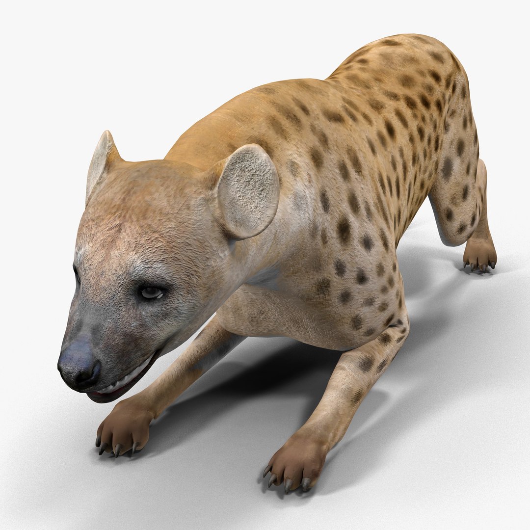 hyena pose 5 3d model