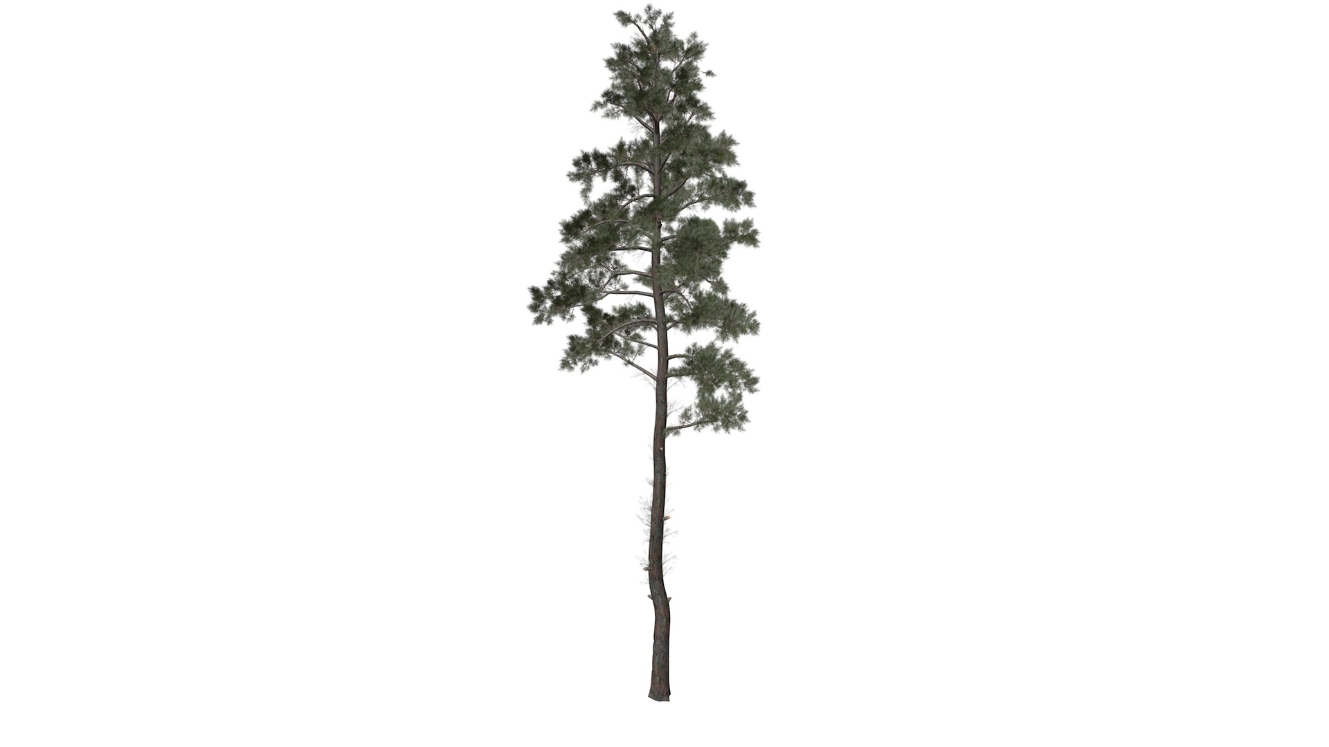 Scots Pine Tree Collection Model - TurboSquid 2378892