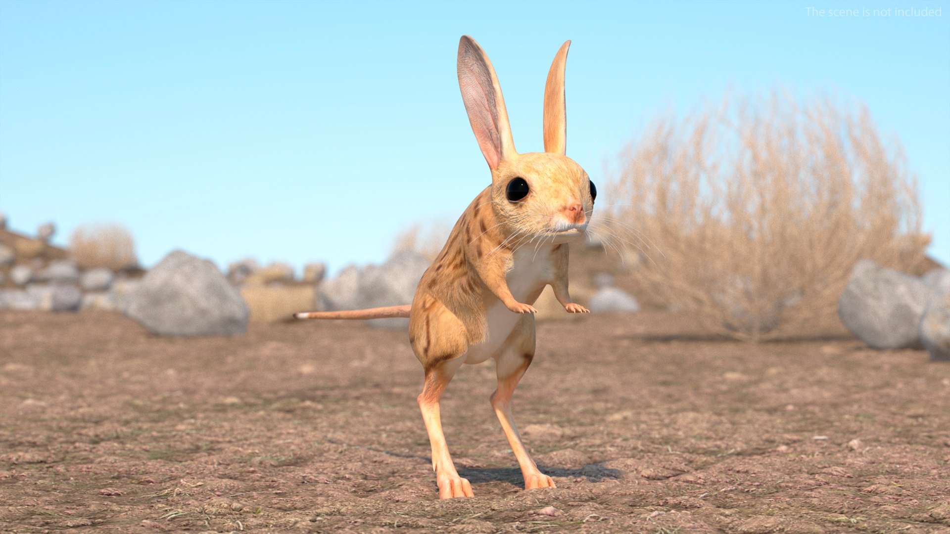 Desert Animals Collection 3D Model - TurboSquid 2226291