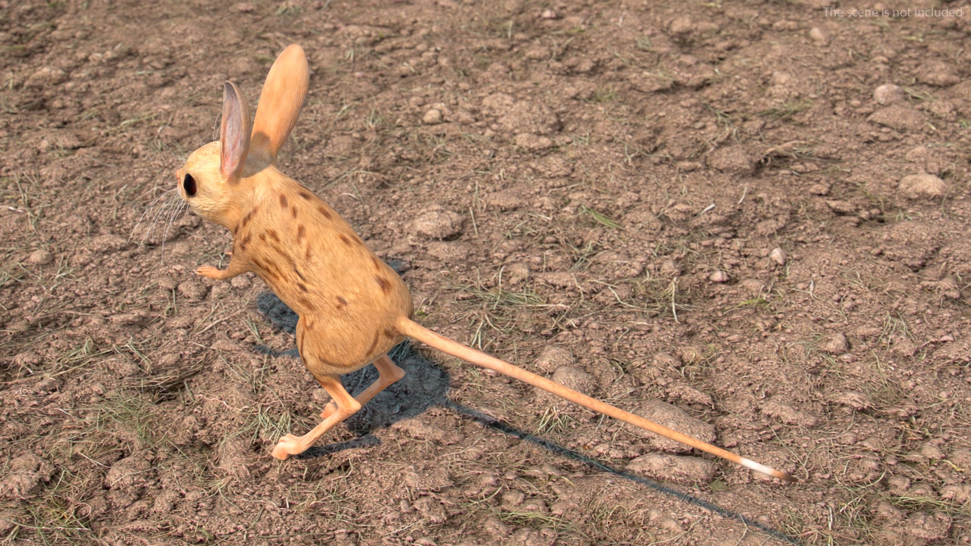Desert Animals Collection 3D Model - TurboSquid 2226291