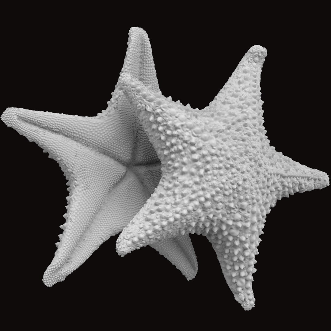 3D Starfish Stl Model | 1144588 | TurboSquid
