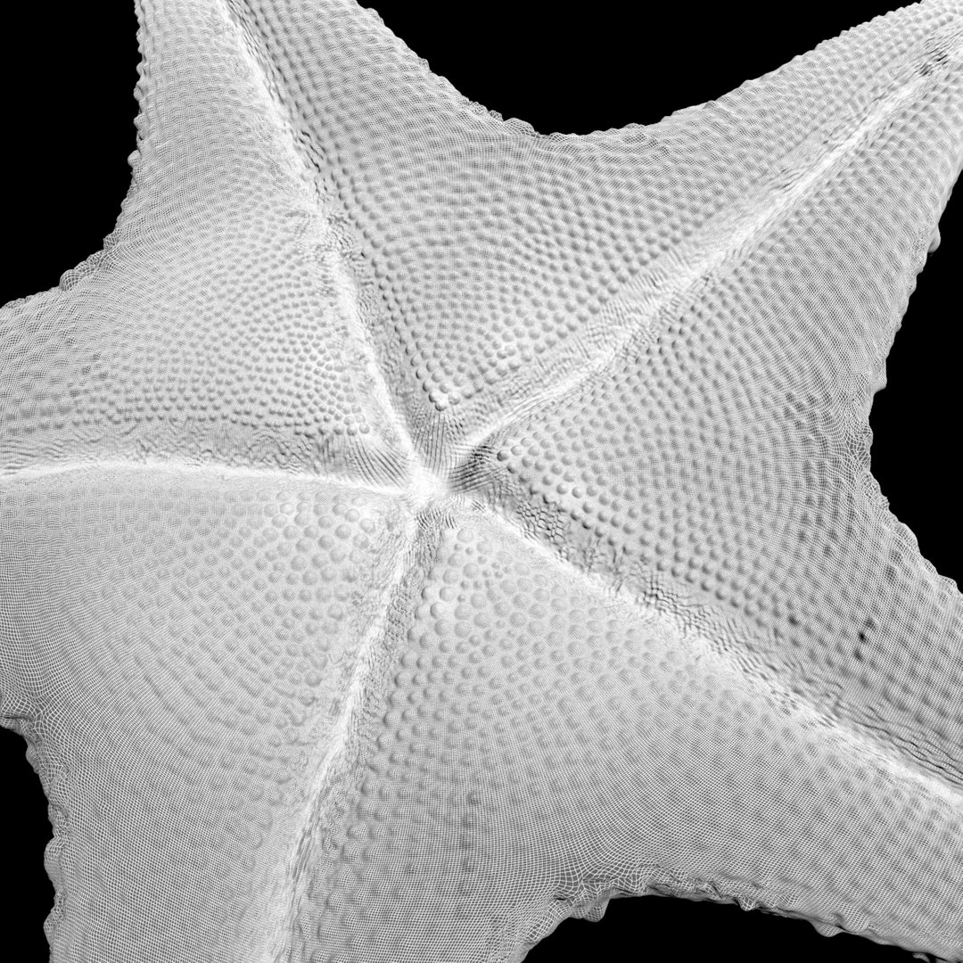 3D Starfish Stl Model | 1144588 | TurboSquid