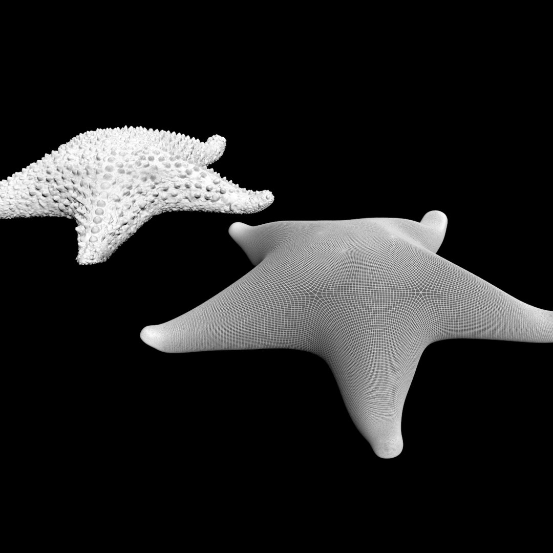 3D Starfish Stl Model | 1144588 | TurboSquid