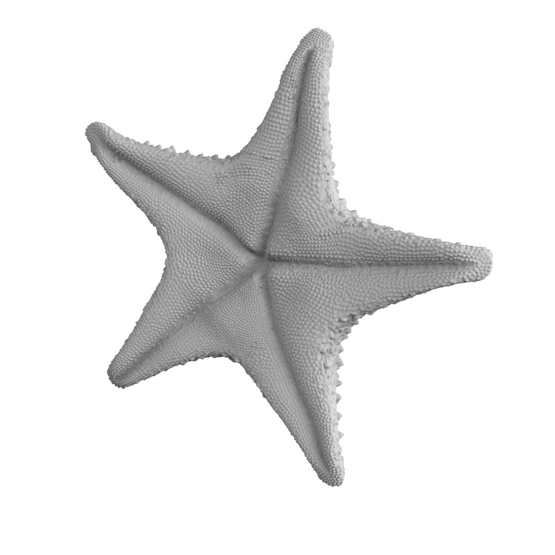 3D Starfish Stl Model | 1144588 | TurboSquid