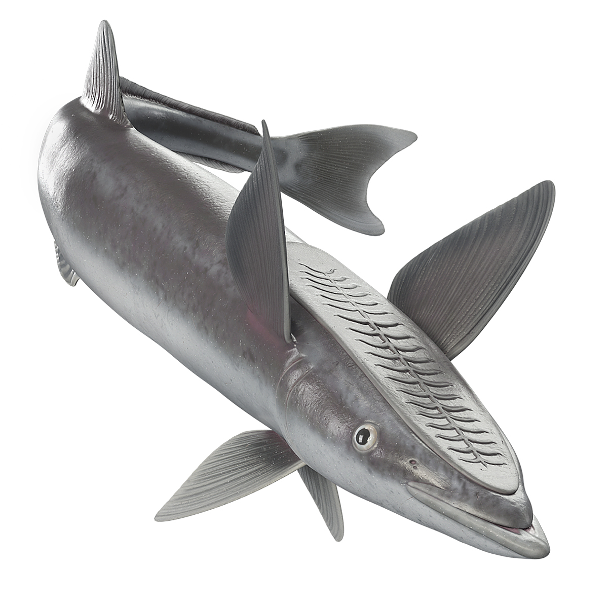 modèle 3D de Poisson Remora gréé - TurboSquid 2450144