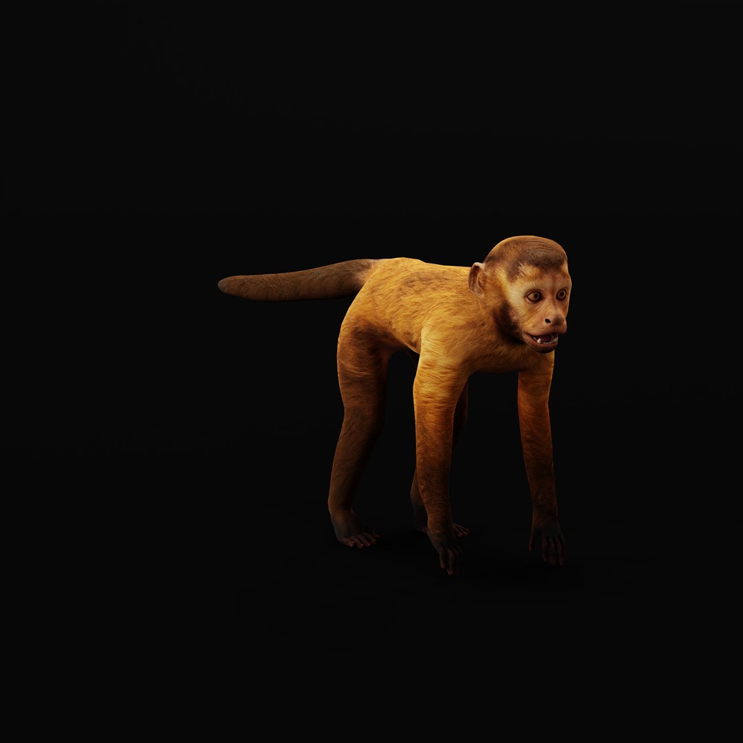 3D Capuchin Monkey - TurboSquid 2373907
