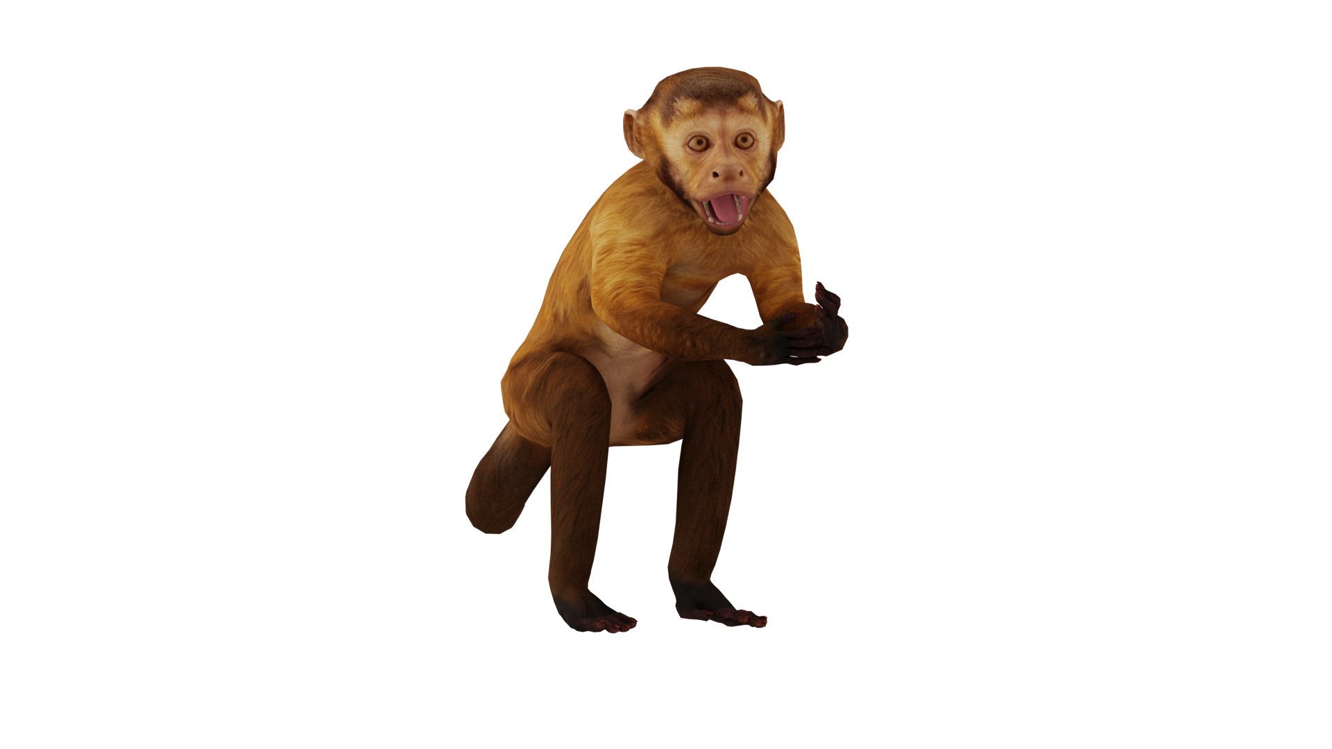 3D Capuchin Monkey - TurboSquid 2373907