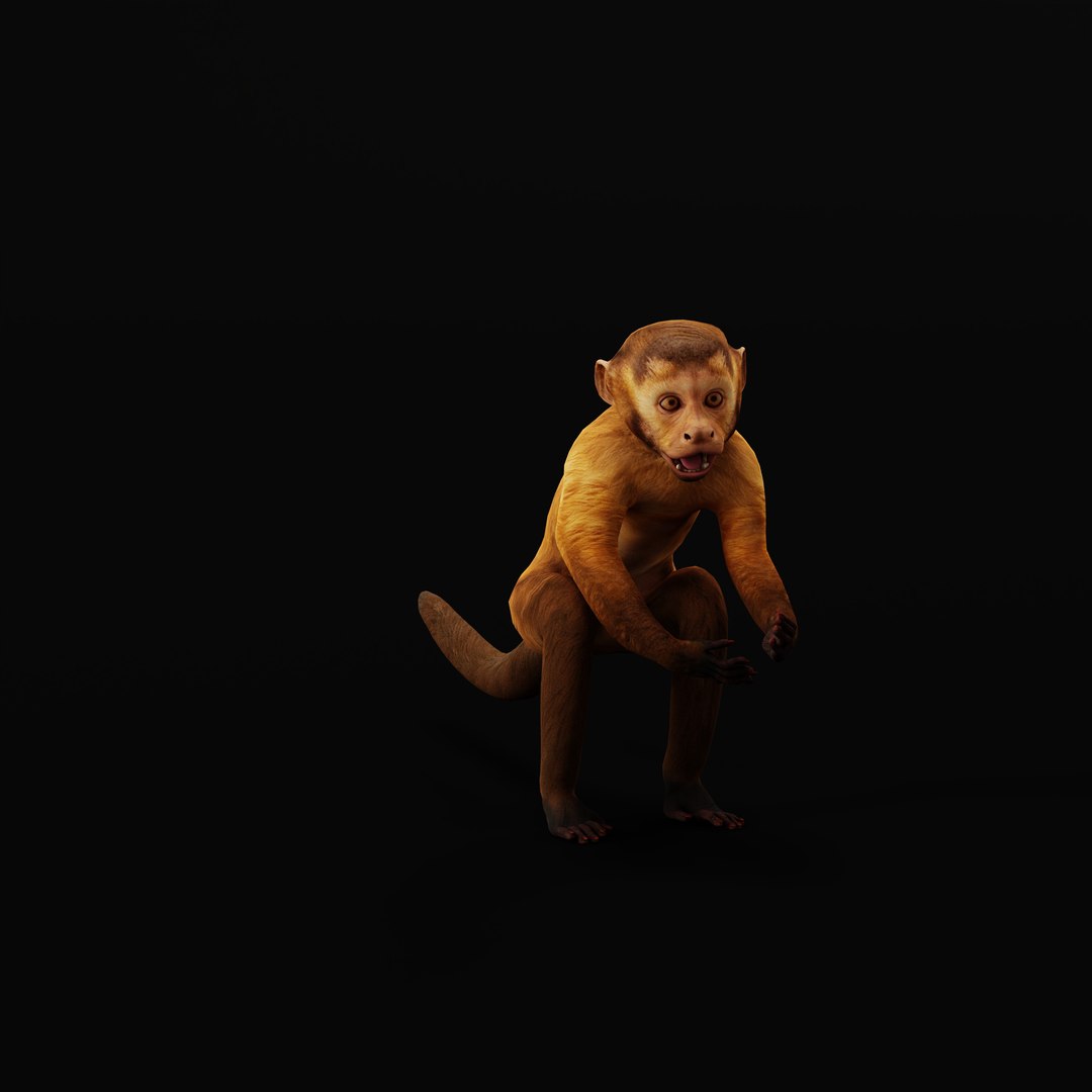 3D Capuchin Monkey - TurboSquid 2373907
