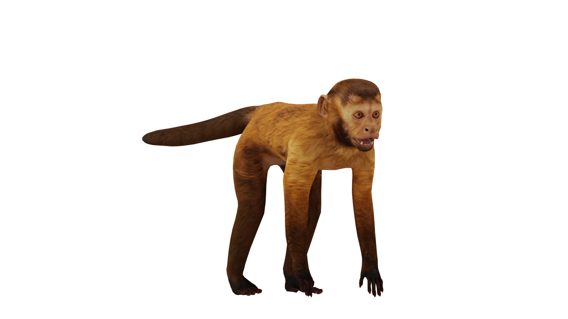 3D Capuchin Monkey - TurboSquid 2373907