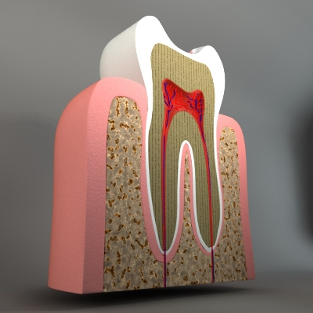 Human Teeth 3d Model