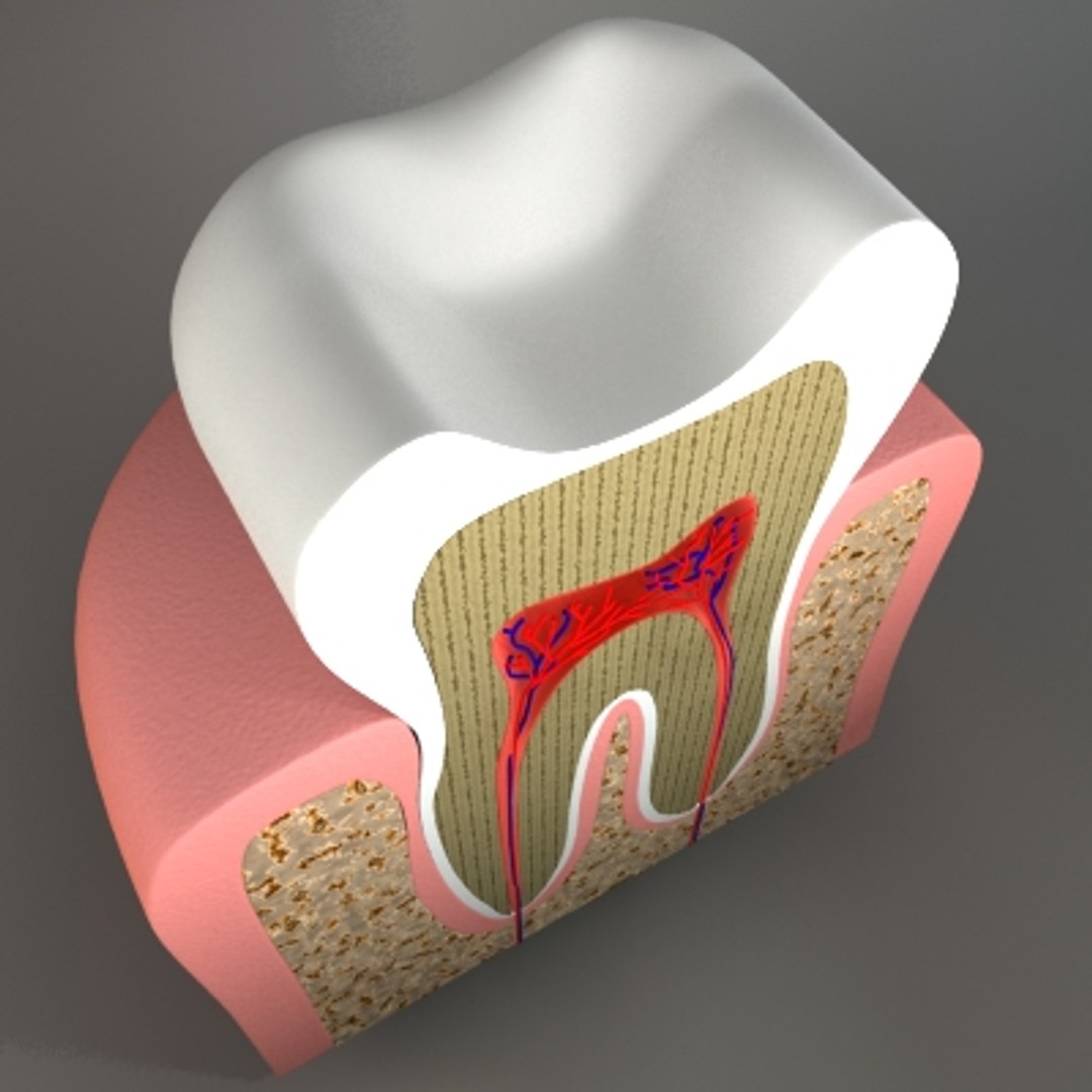 Human Teeth 3d Model