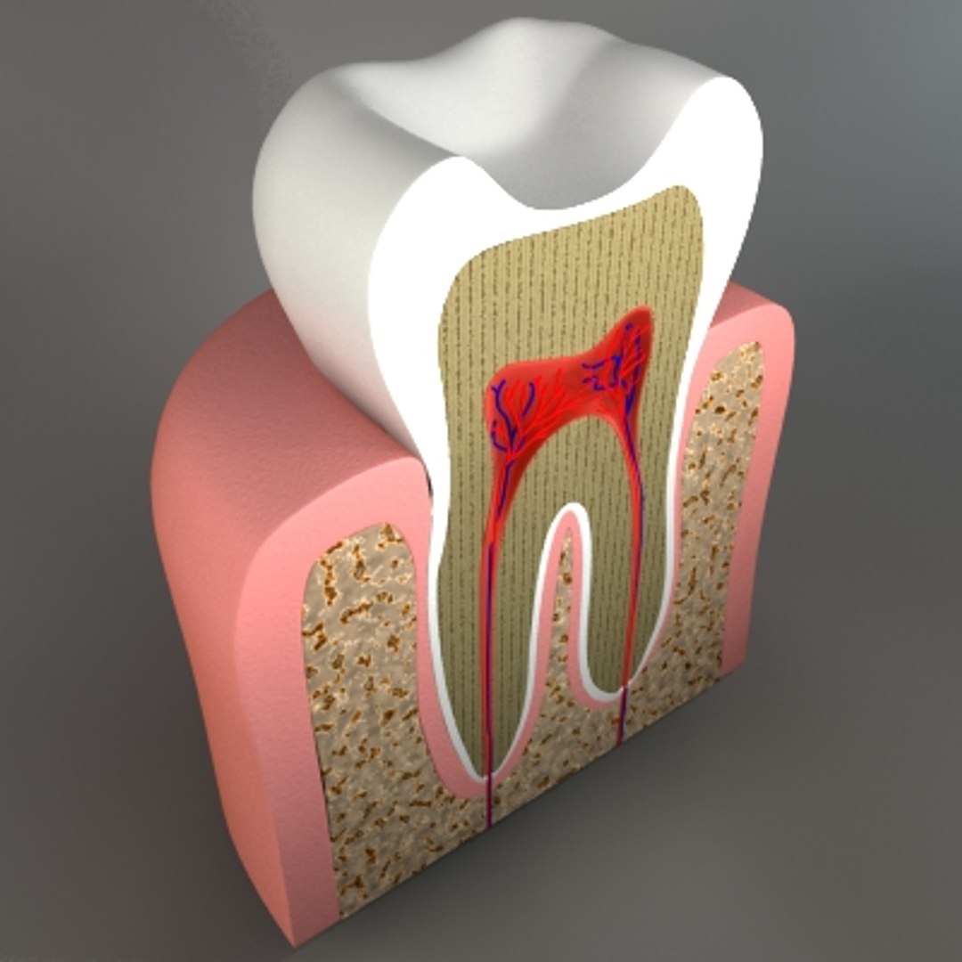 Human Teeth 3d Model