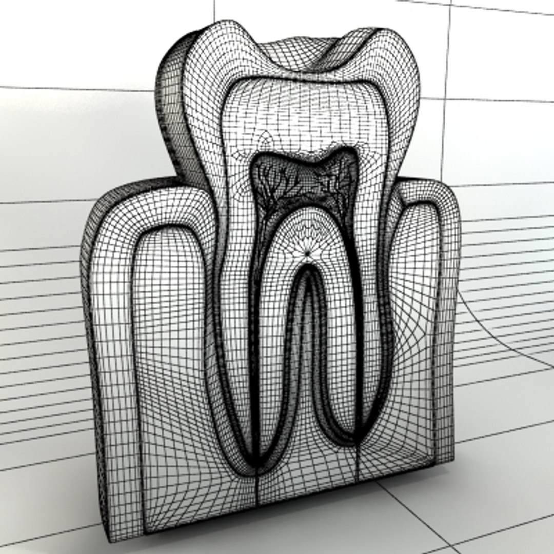 Human Teeth 3d Model
