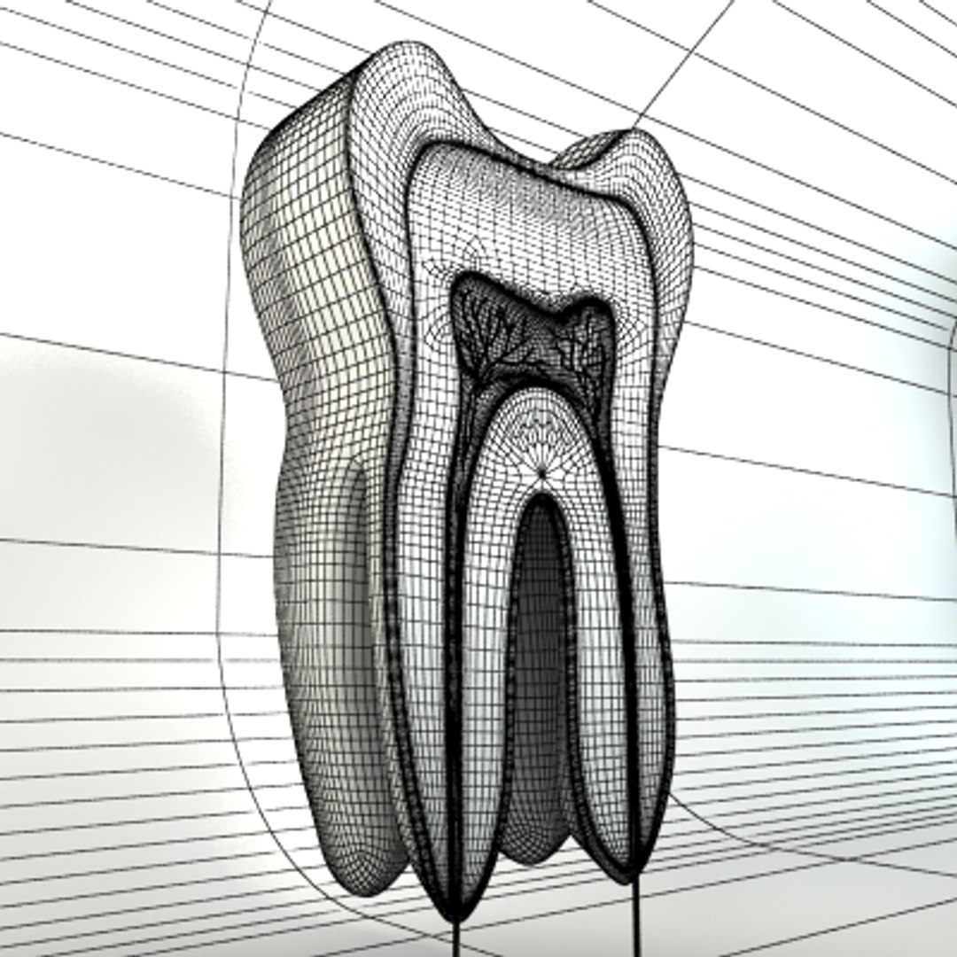 Human Teeth 3d Model