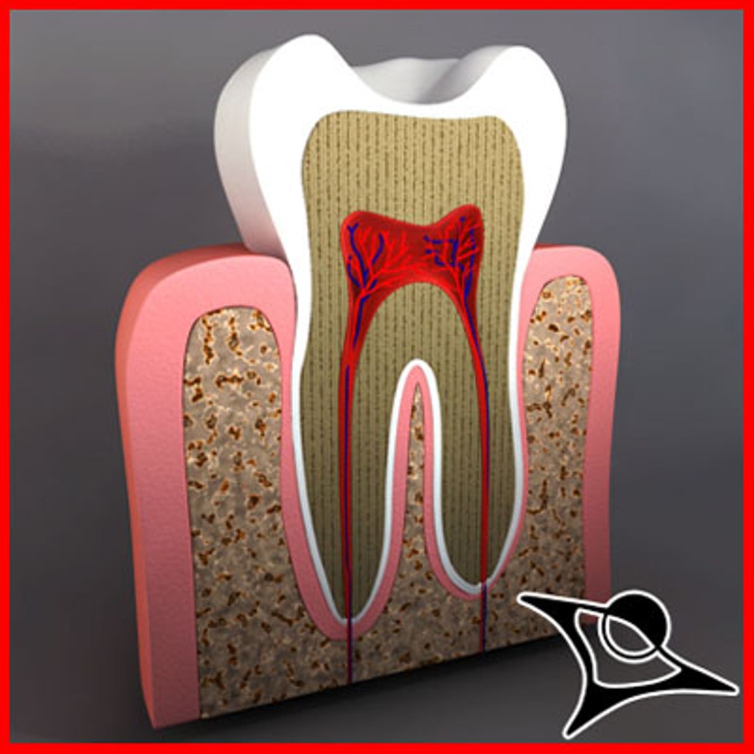 Human Teeth 3d Model