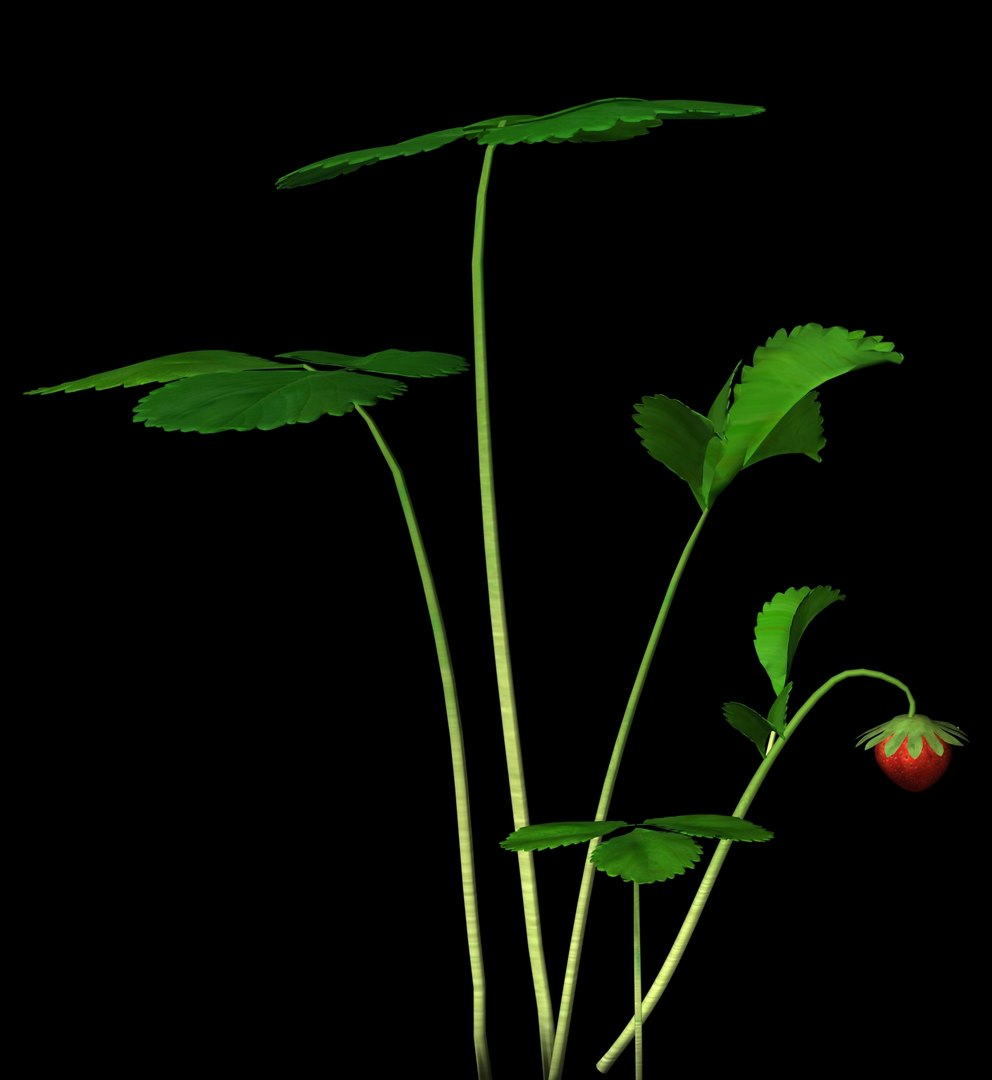Maya Plant Strawberry