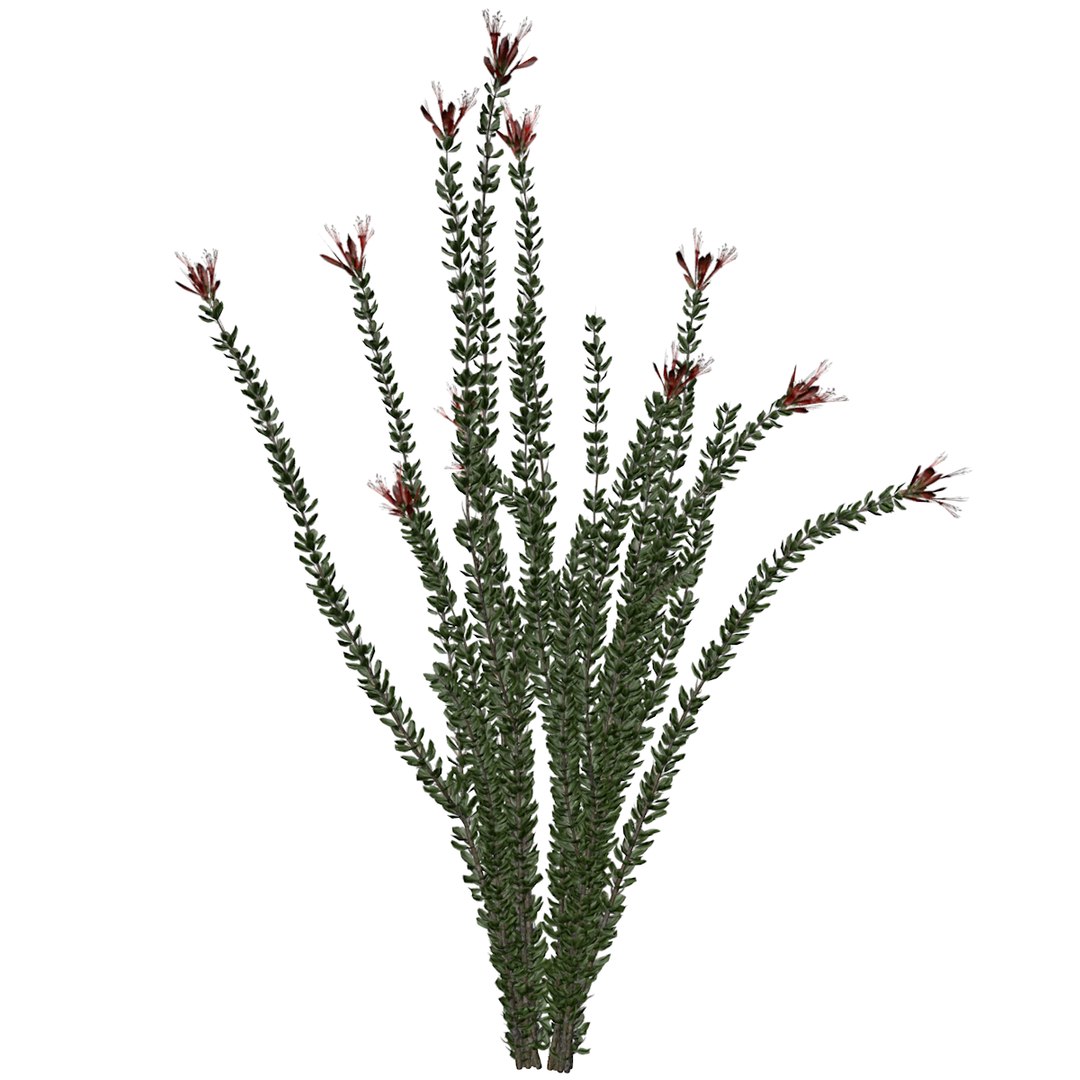 Ocotillo Plant Collection 3D Model - TurboSquid 2378476