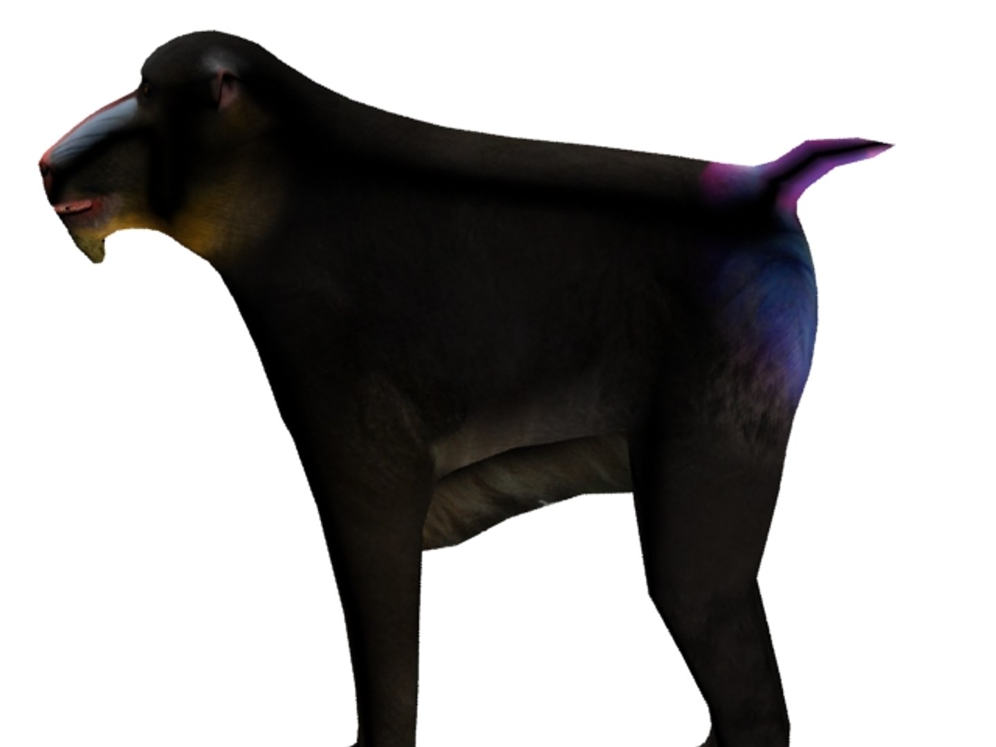 maya baboon mandrill monkey