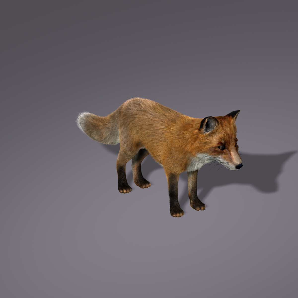 red fox fur 3d model