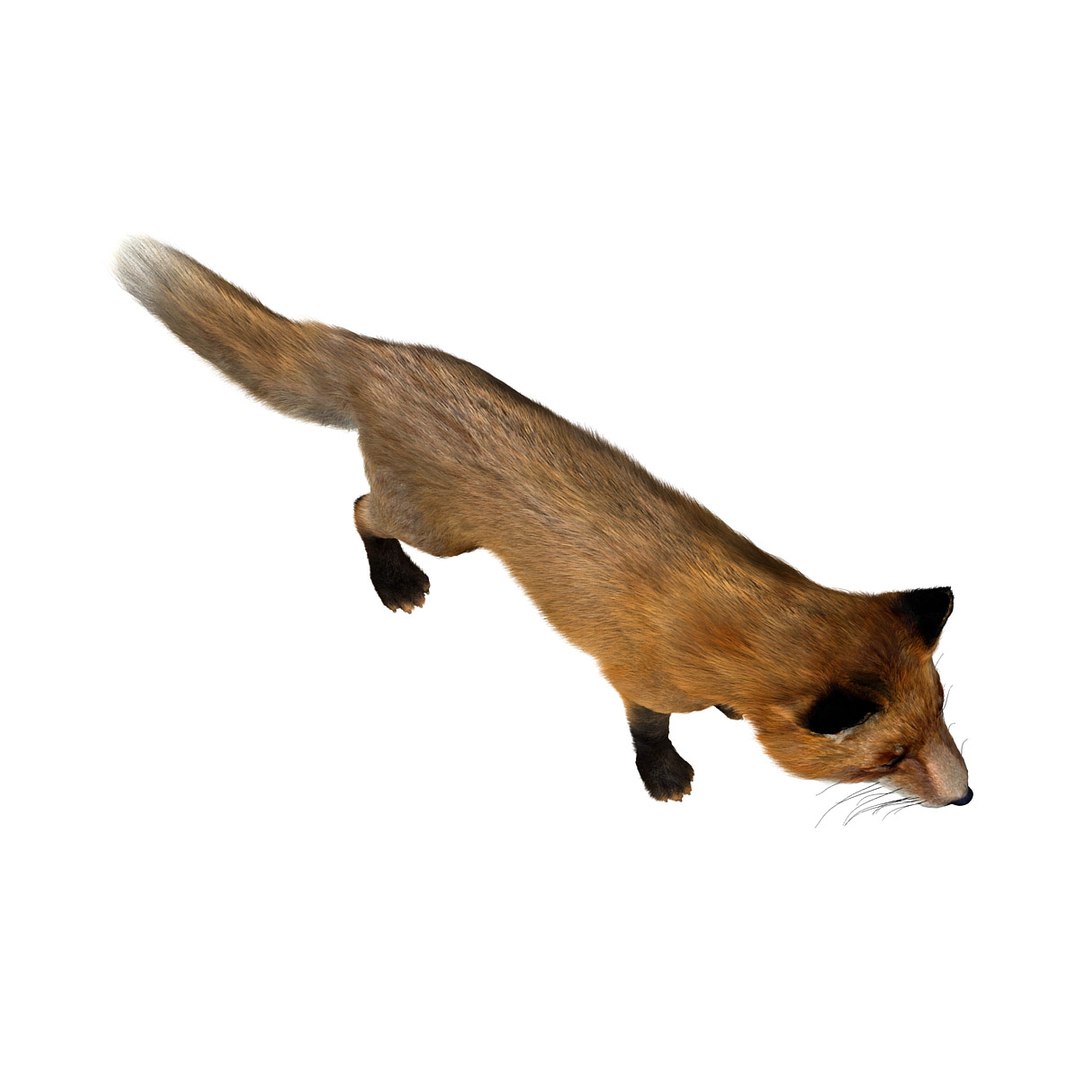 Red Fox Fur 3d Model