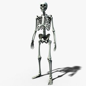 Animated Human Skeleton 3D Models for Download | TurboSquid