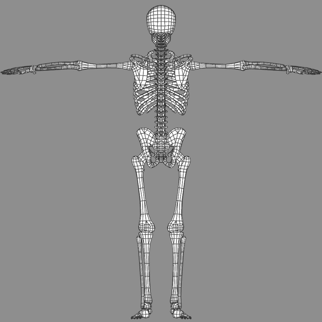Human Skeleton 3d Model