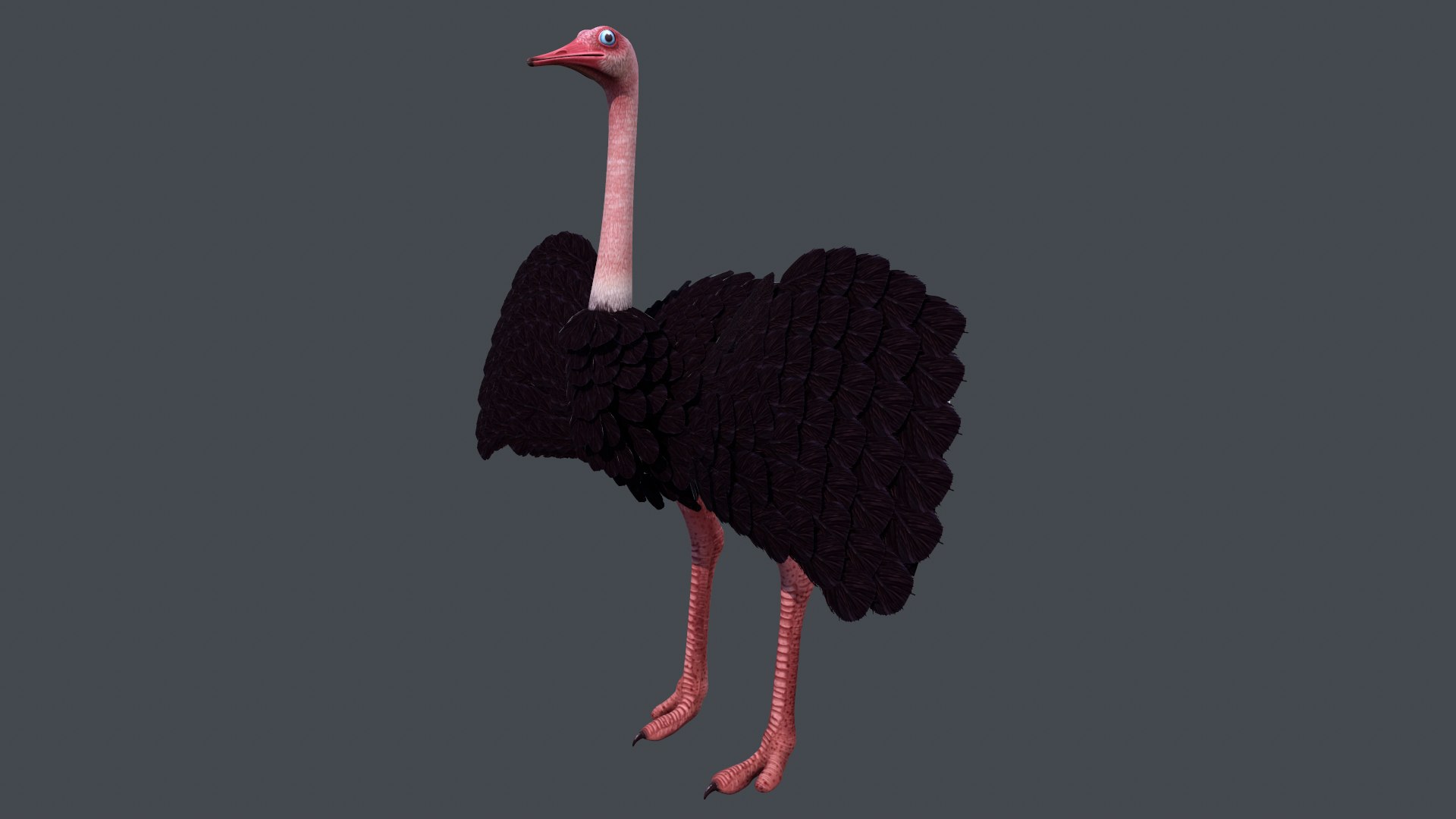 3D ostrich bird nature - TurboSquid 1597146