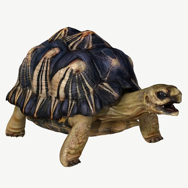 Tortoise 3D Models for Download | TurboSquid