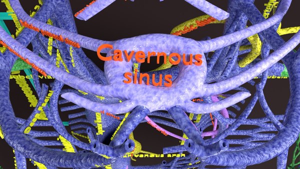 인간 정맥 시스템 도식 3D 3D 모델 - TurboSquid 2205746